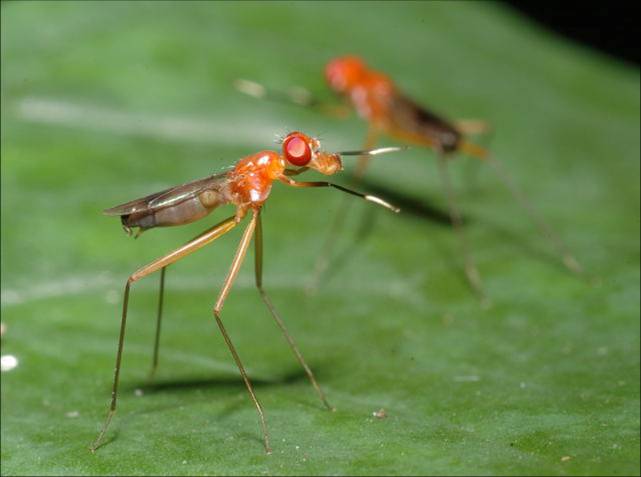 Micropezidae - Alchetron, The Free Social Encyclopedia